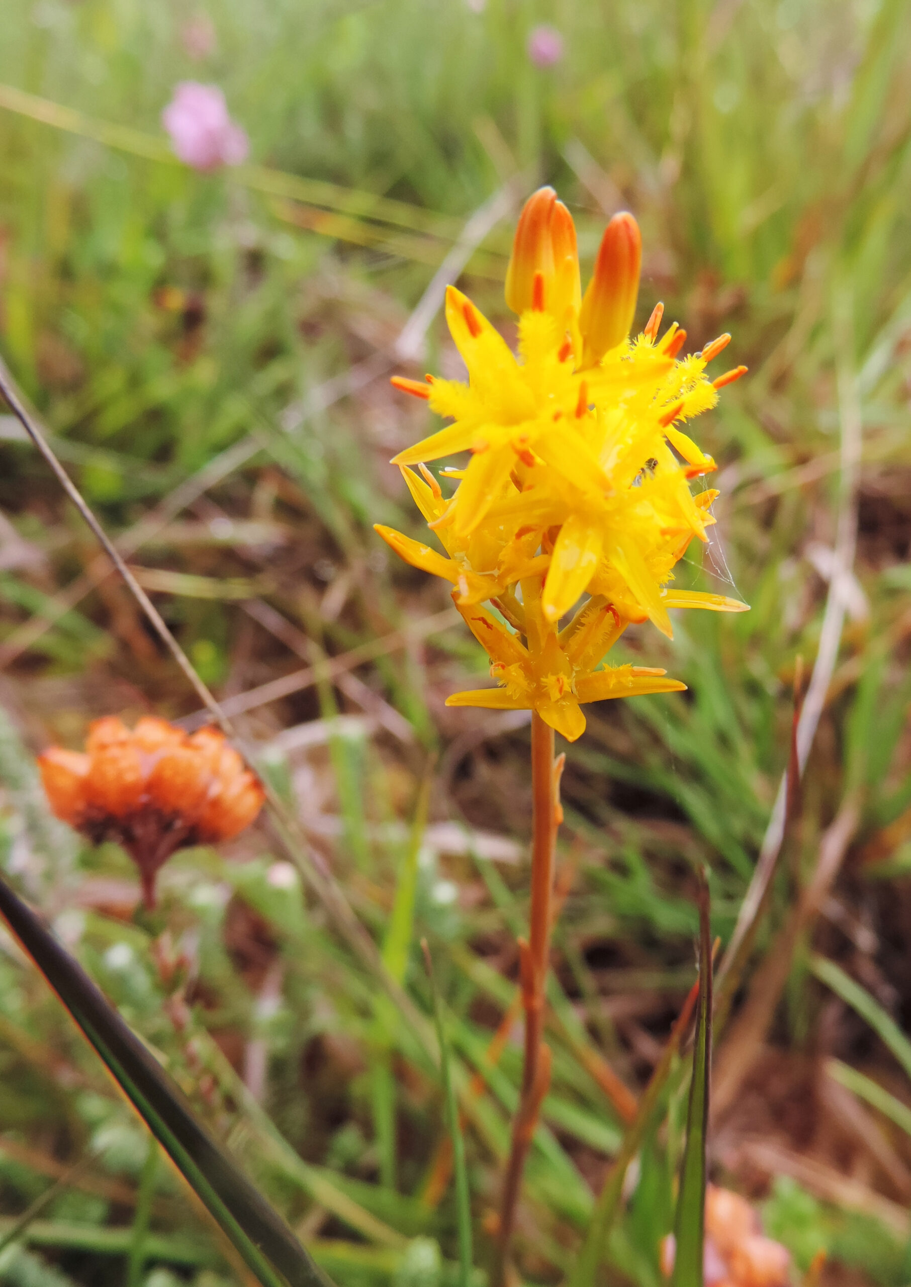 EcoTip – Going peat-free in the garden – Caversham Bridge Newspaper