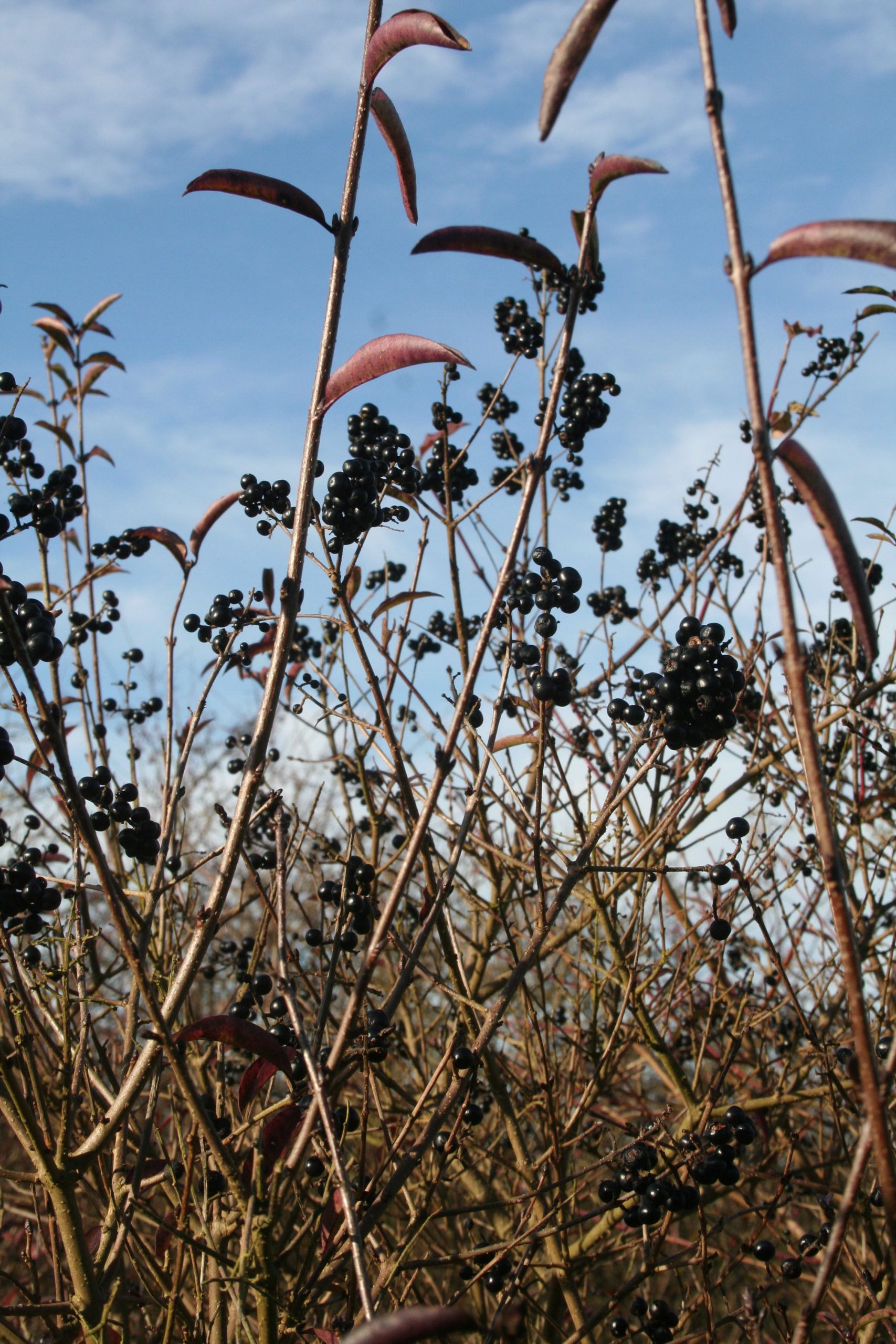 Caversham Bridge Newspaper – A COMMUNITY NEWSPAPER PRODUCED BY ...